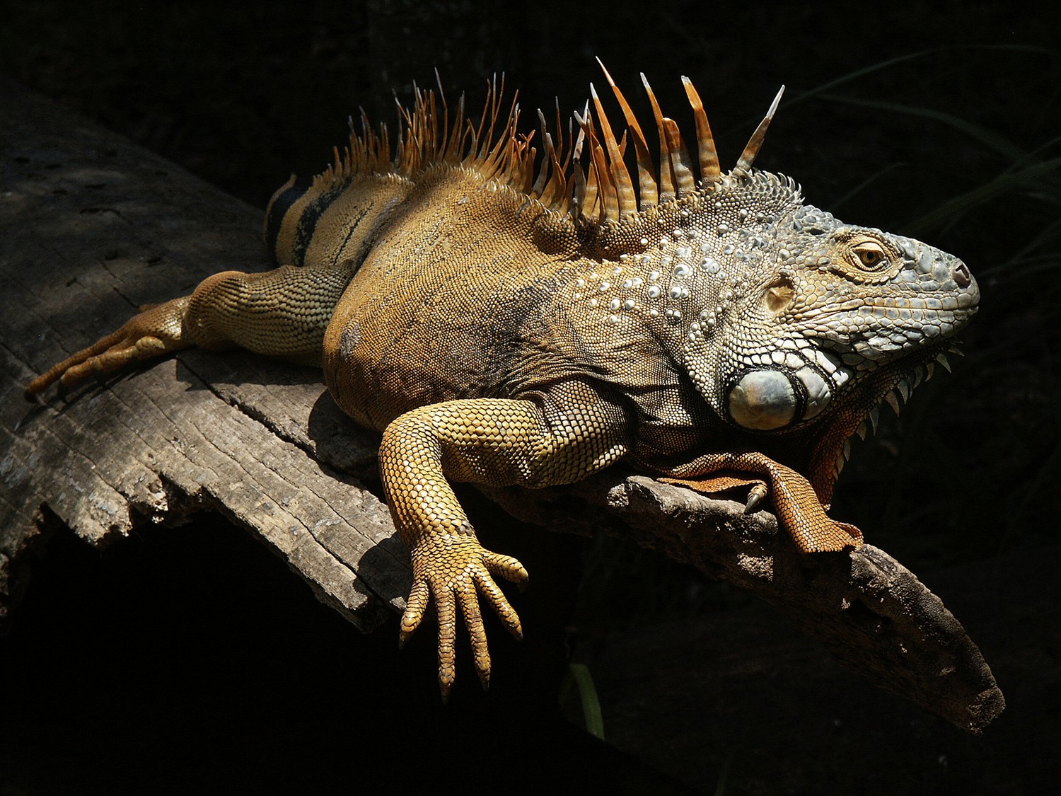 1839 Awards | Roger Archibald | Honorable Mention (Natural World)